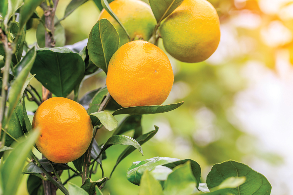 Plant-based Powerhouses: The Technology Behind Citrus Flavonoids ...